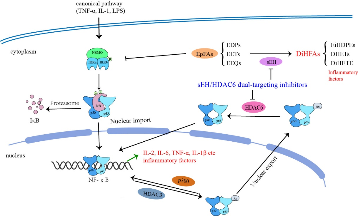 我校在sEH抑制剂研究领域取得新进展-沈阳药科大学科研处